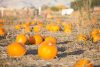 Pumpkin Patch | Studt Farms