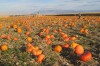 Pumpkin Patch | Studt Farms